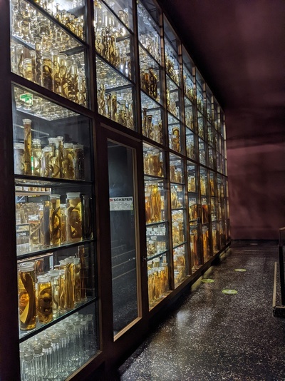 Natural History Museum in Berlin (Naturkundemuseum) | Berlin-Enjoy